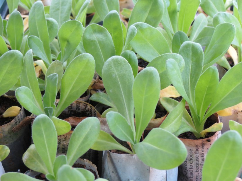 Plastic free gardening – Gardening without Plastic